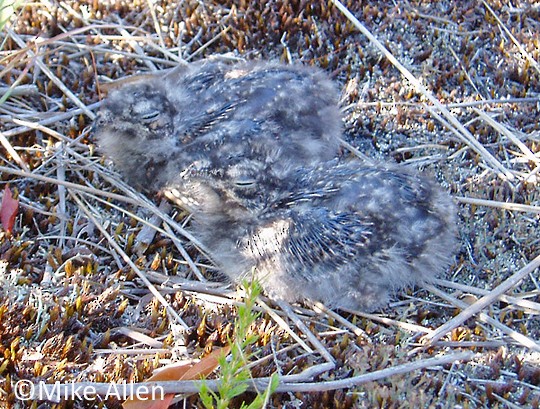 Common Nighthawk Nest