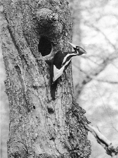 Ivory Billed Woodpecker Habitat