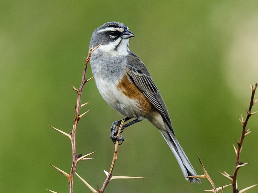 Rufous-sided Warbling Finch - eBird