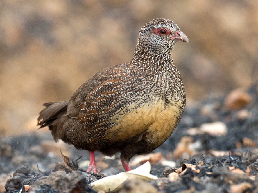 Stone Partridge - eBird