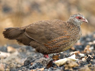 Stone Partridge - eBird