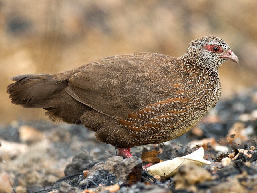 Stone Partridge - eBird