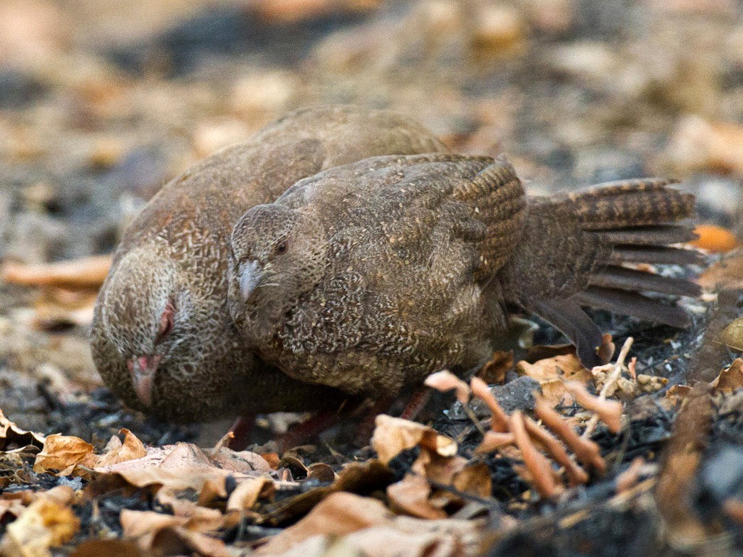 Stone Partridge - eBird