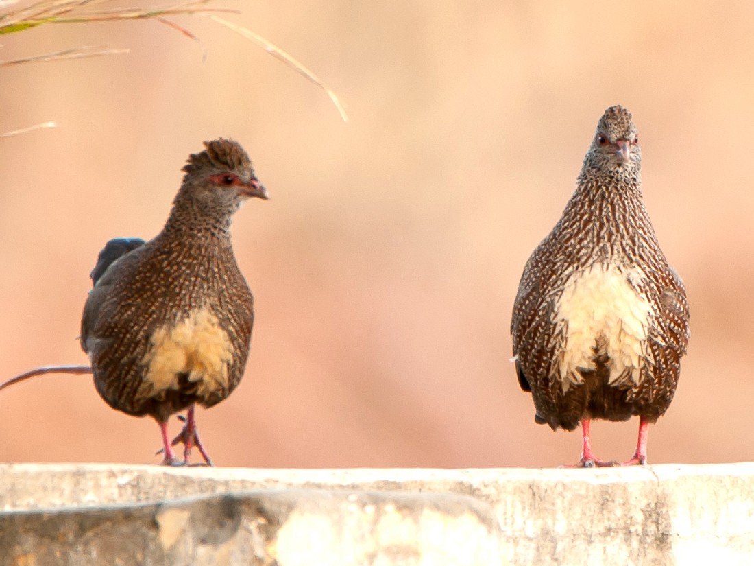 Stone Partridge - eBird