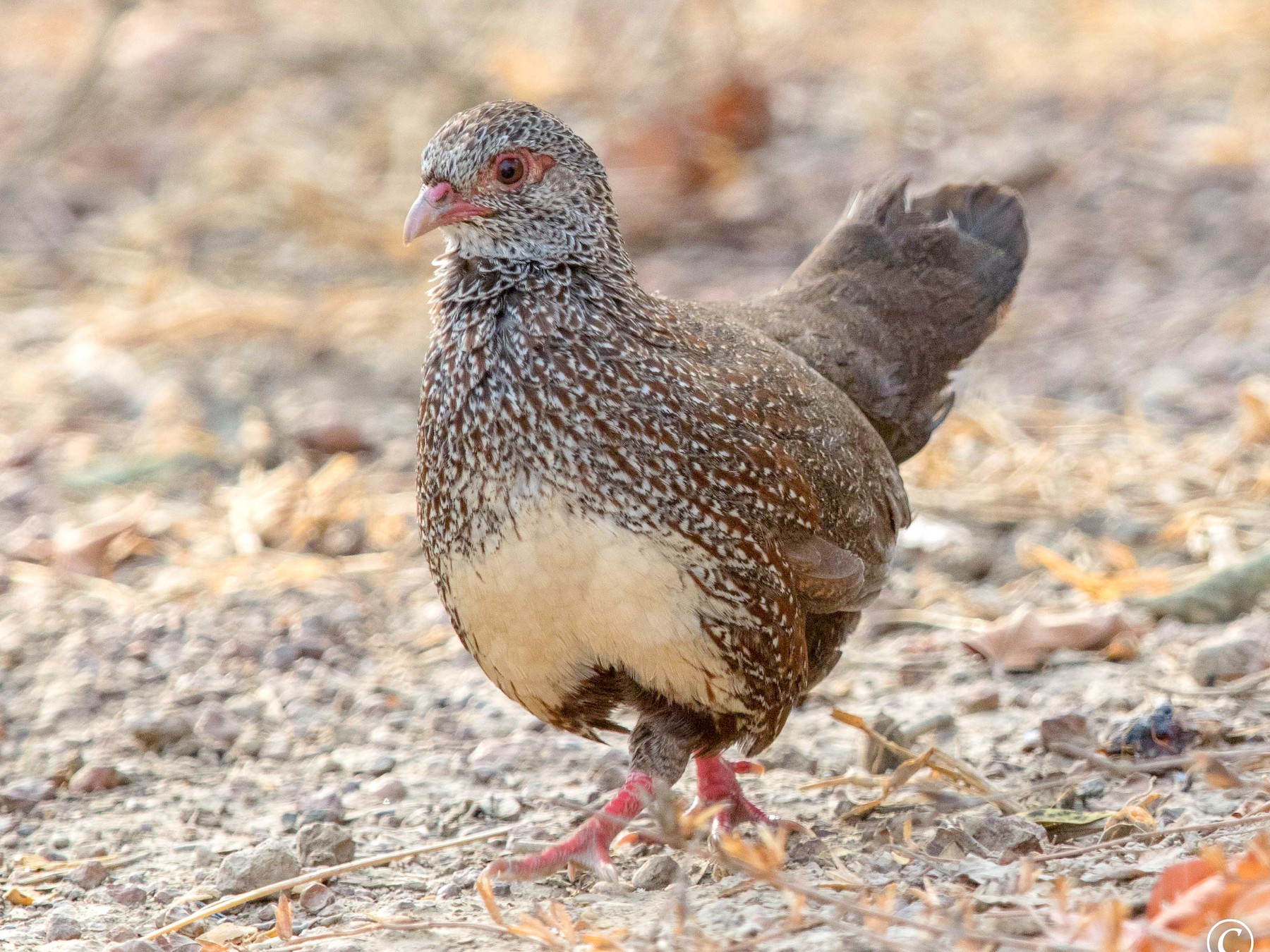 Stone Partridge - eBird
