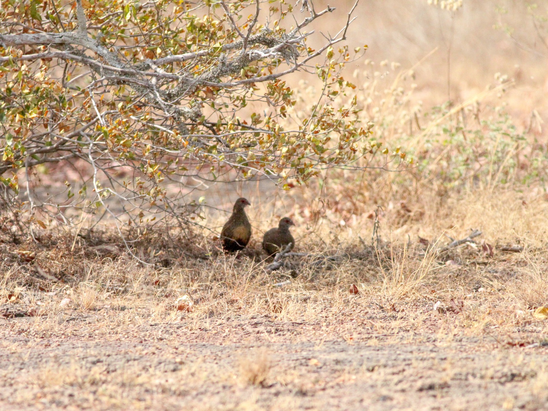 Stone Partridge - eBird