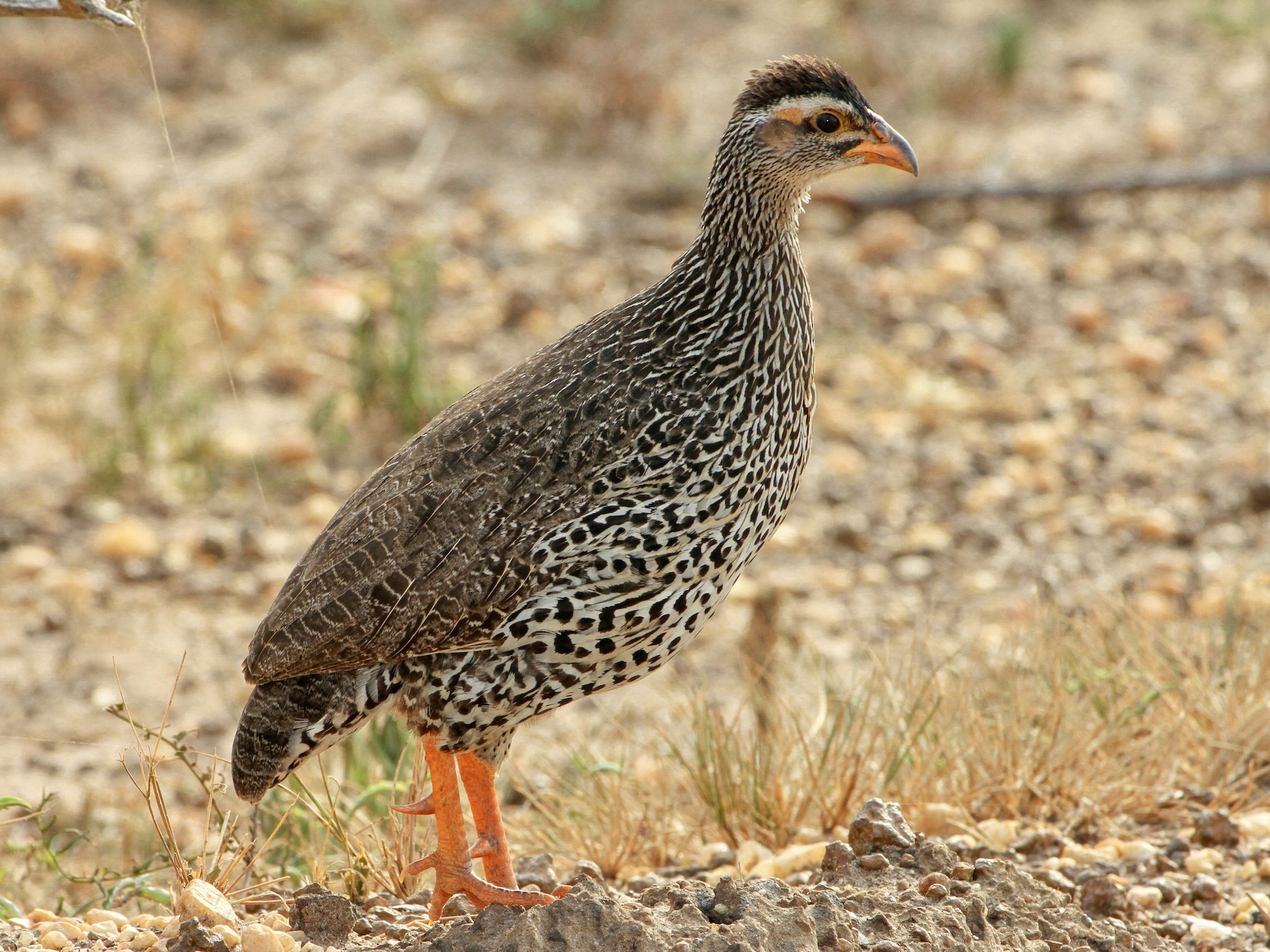 Heuglin's Spurfowl - eBird