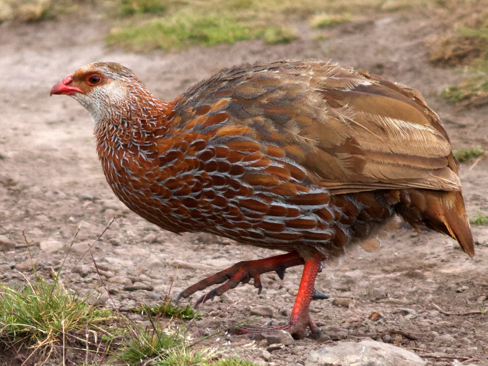 Francolín de Jackson - eBird