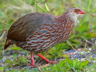 Jackson's Spurfowl - eBird