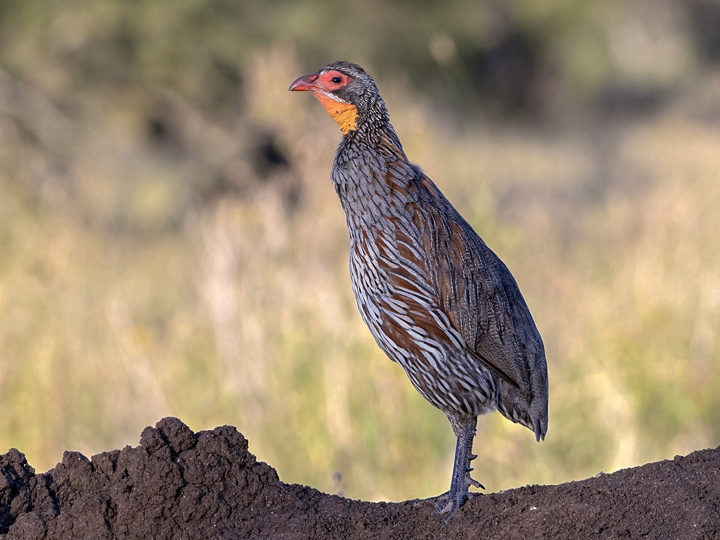 Gray-breasted Francolin - eBird