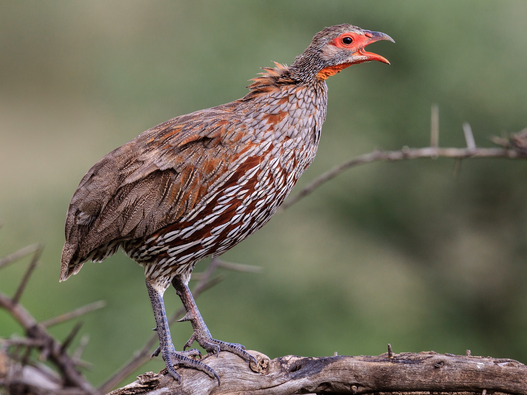 Gray-breasted Spurfowl - eBird