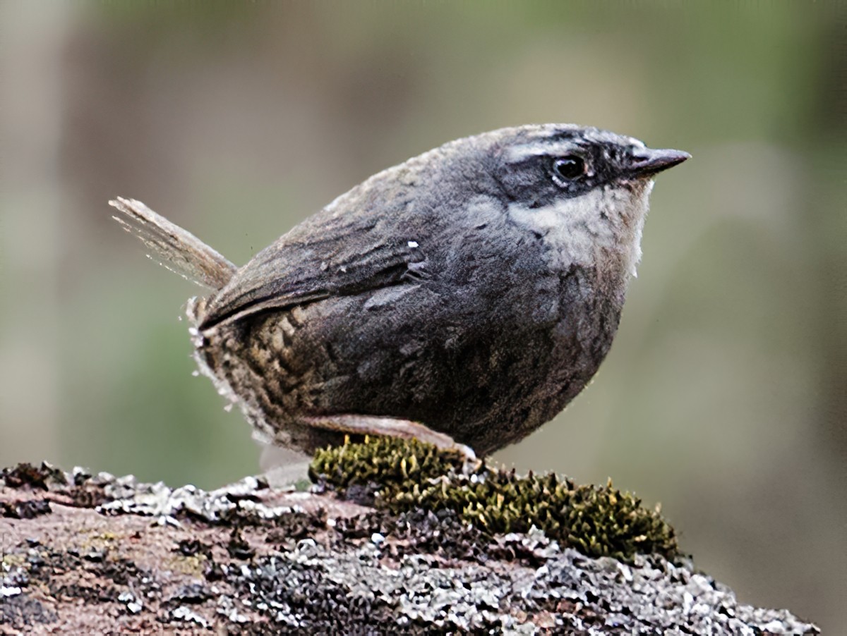 Zimmer's Tapaculo - eBird
