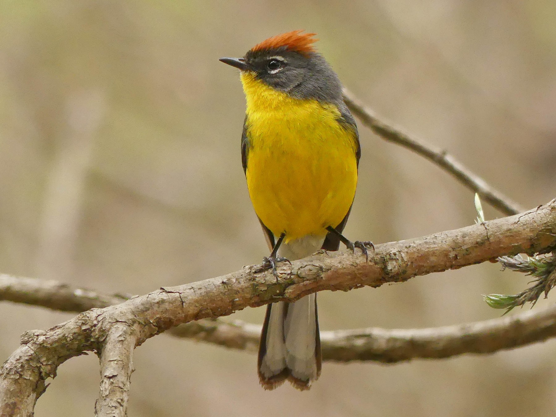 Brown-capped Redstart - eBird