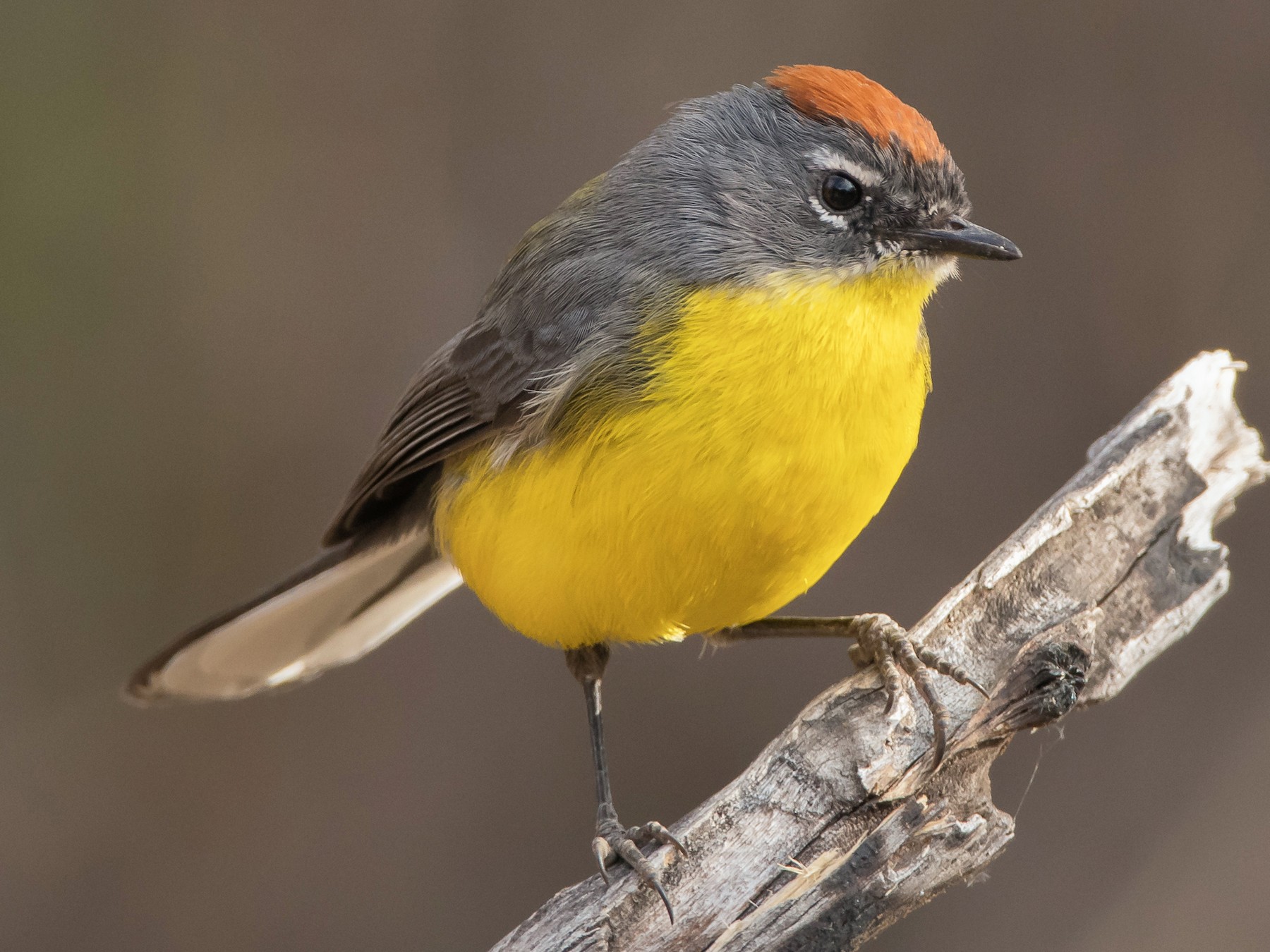Brown-capped Redstart - eBird