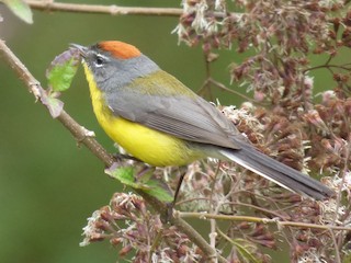 Brown-capped Redstart - eBird