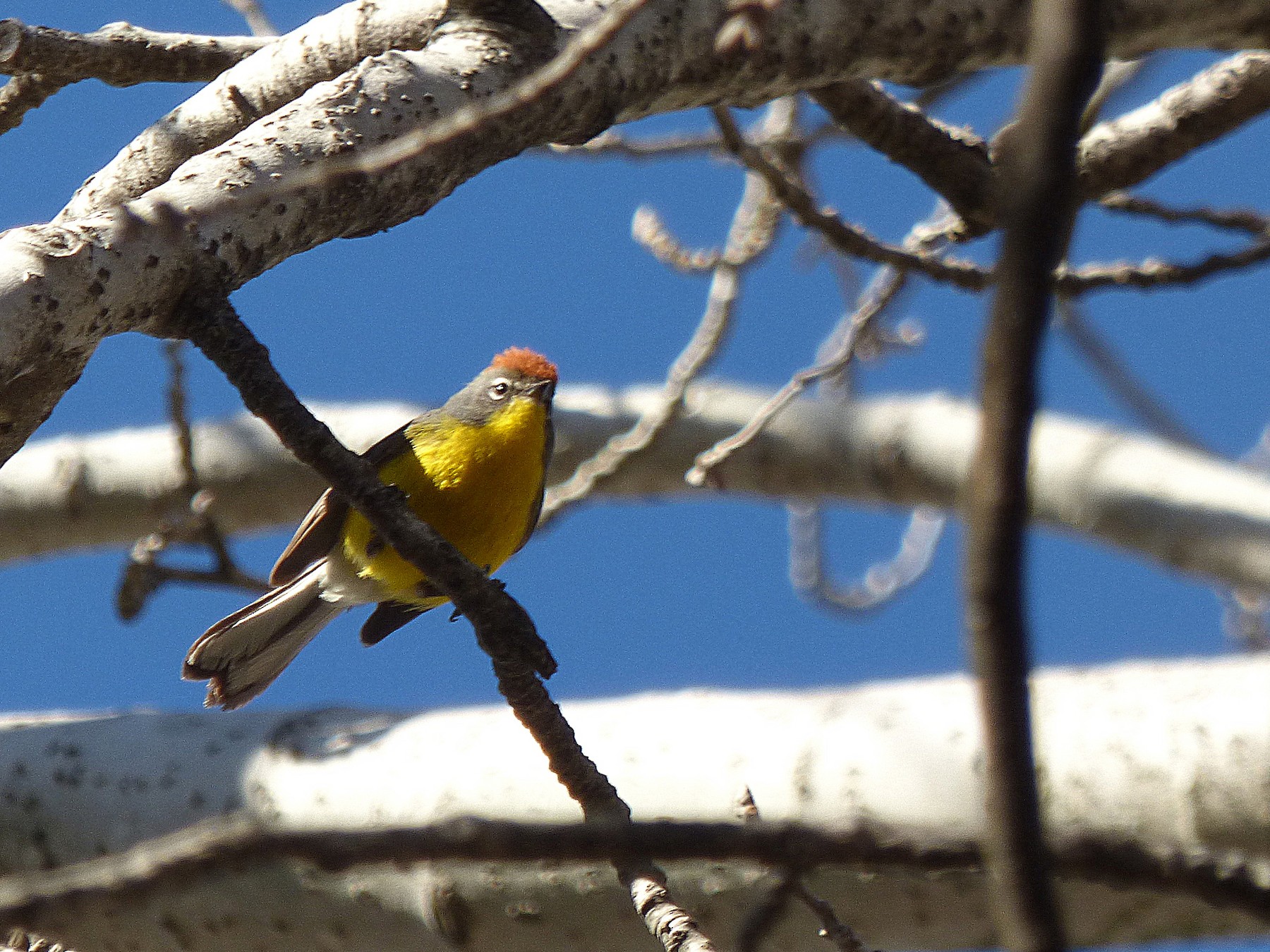 Brown-capped Redstart - eBird