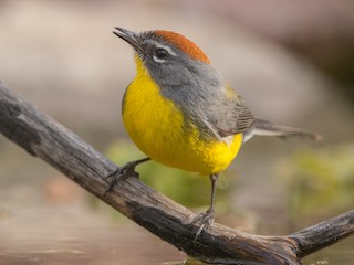 Brown-capped Redstart - eBird