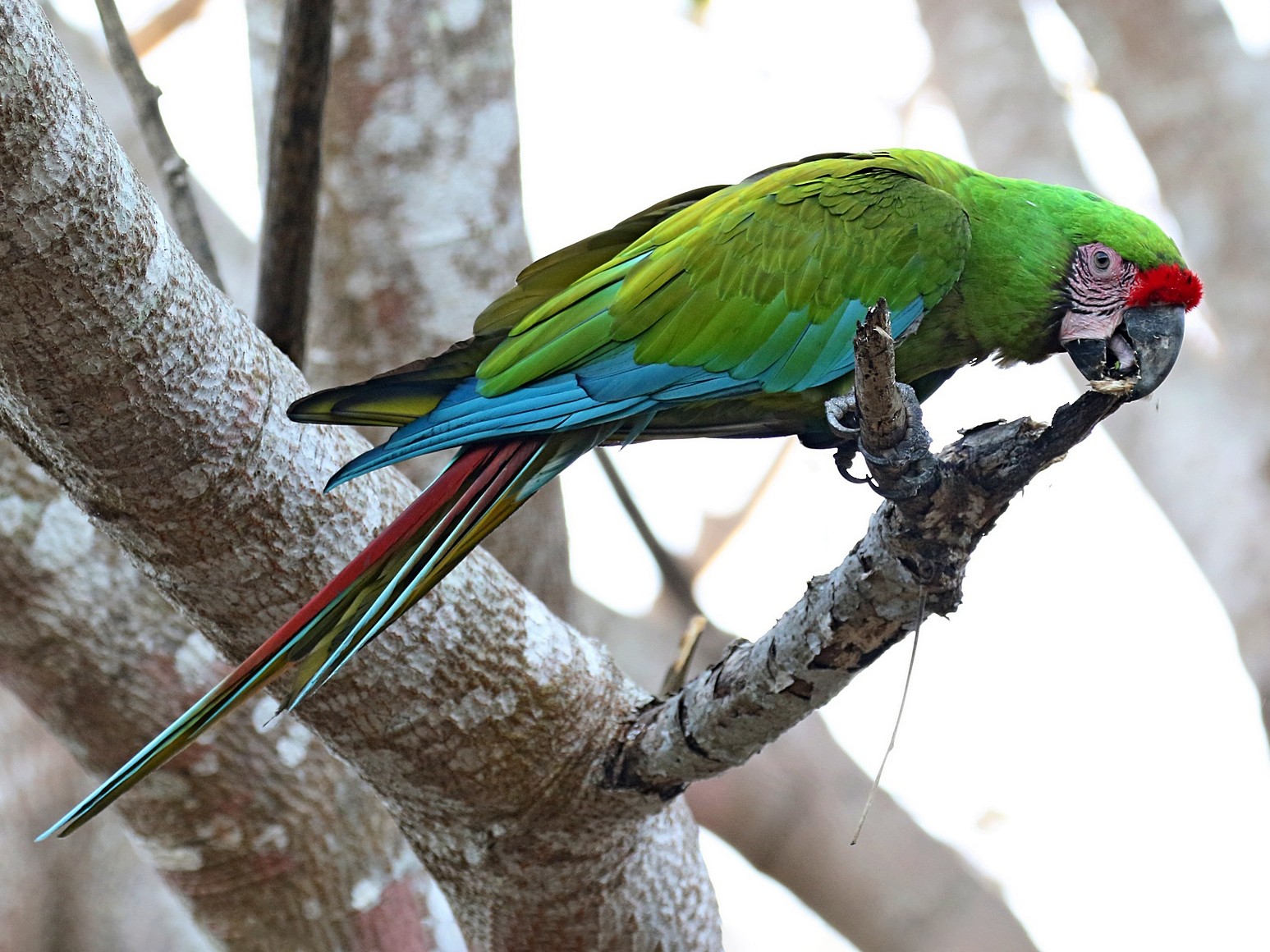 Guacamayo Militar - eBird