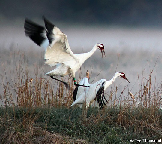 Whooping Crane Bird