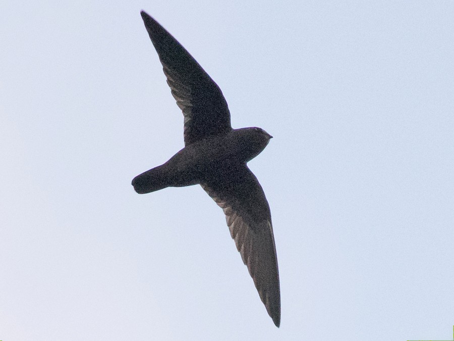White-chinned Swift - eBird