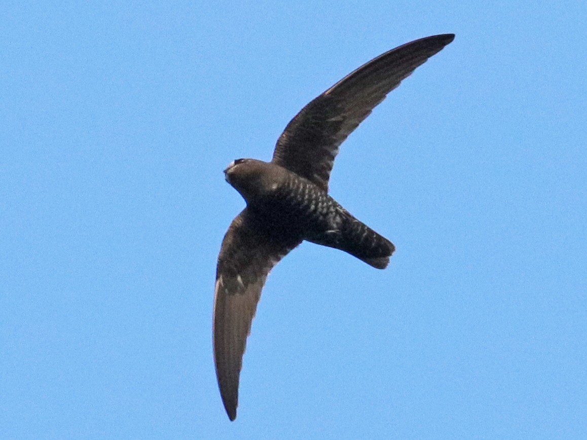 White-chinned Swift - eBird
