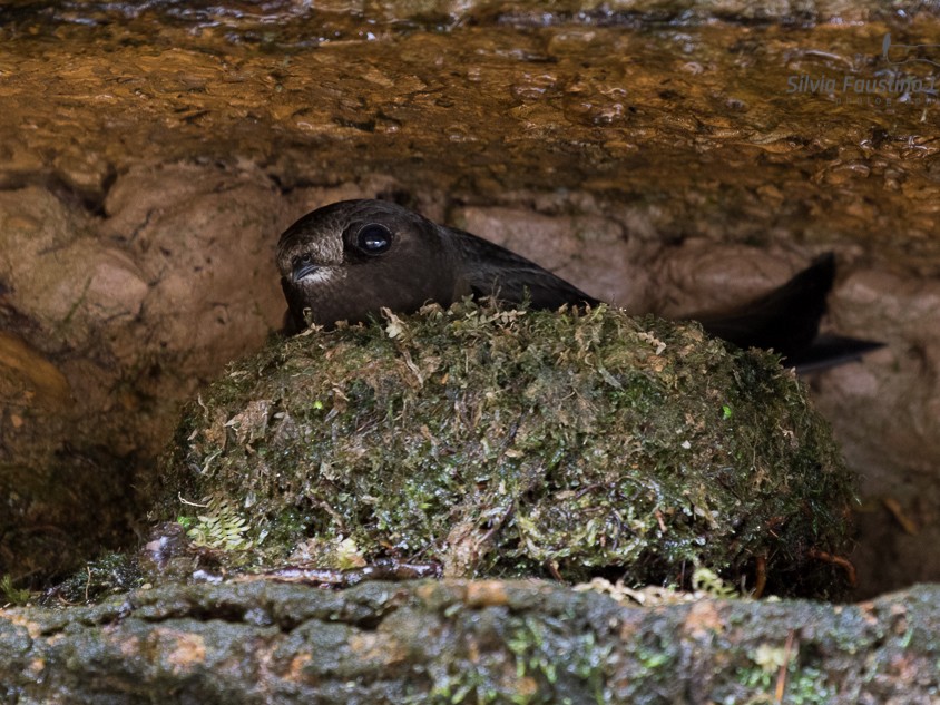 White-chinned Swift - eBird