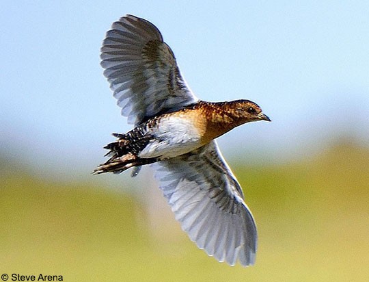 Yellow Rail Flying