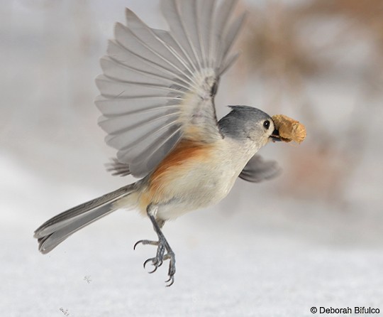 Dieta e Alimentação - Tufted Titmouse - Baeolophus bicolor - Birds of ...