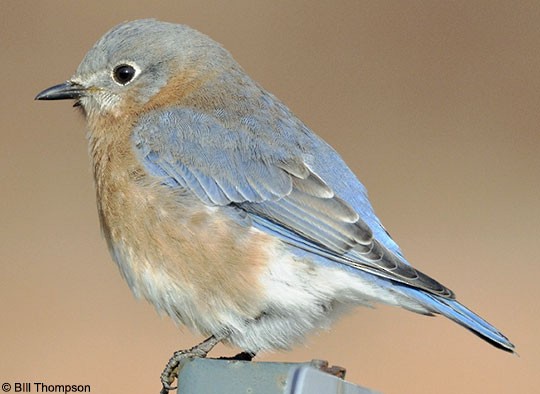 Female Eastern Bluebird