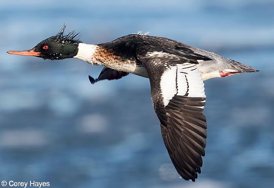 Red Breasted Merganser Flying
