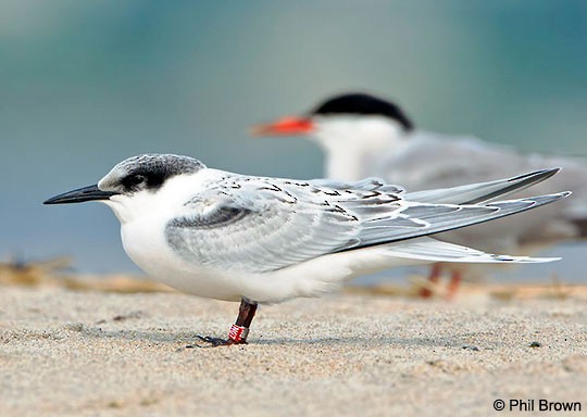 Juvenile Common Tern