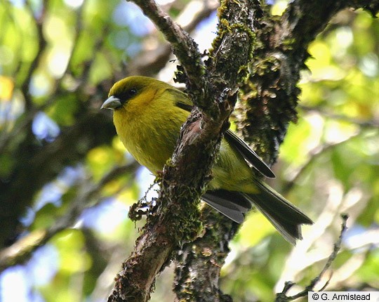 Plumages, Molts, and Structure - Akekee - Loxops caeruleirostris ...