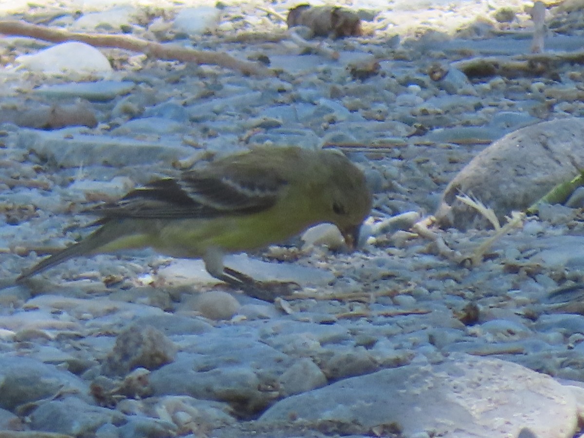 eBird Checklist - 12 Jul 2020 - Whispering Elms RV Park - 6 species
