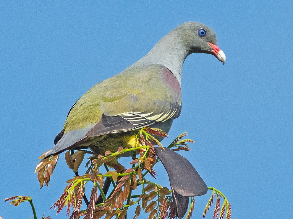 Pemba Green-Pigeon - eBird