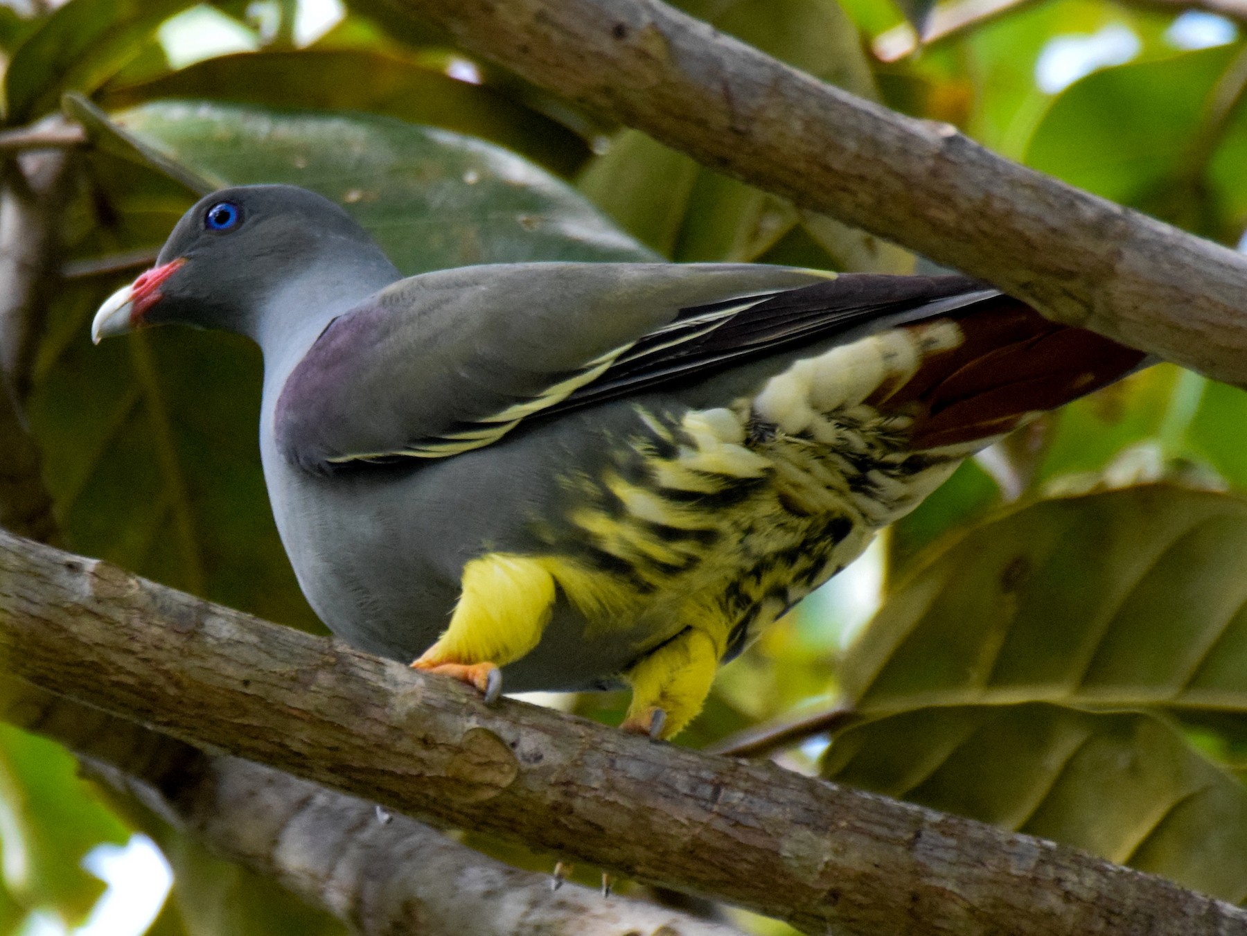 Pemba Green-Pigeon - eBird