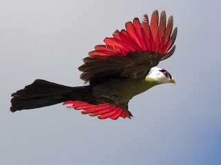 White-crested Turaco - eBird