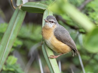 Northern Crombec - Sylvietta brachyura - Birds of the World