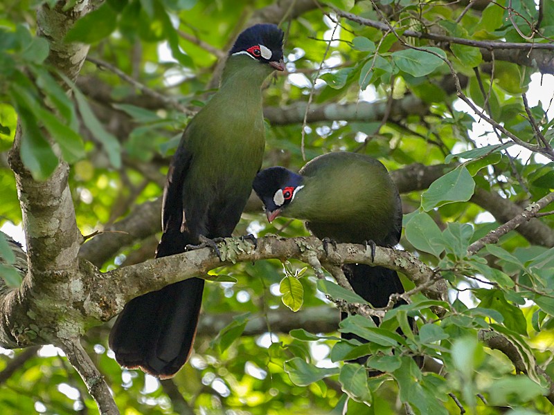 hartlaub's turaco - eBird