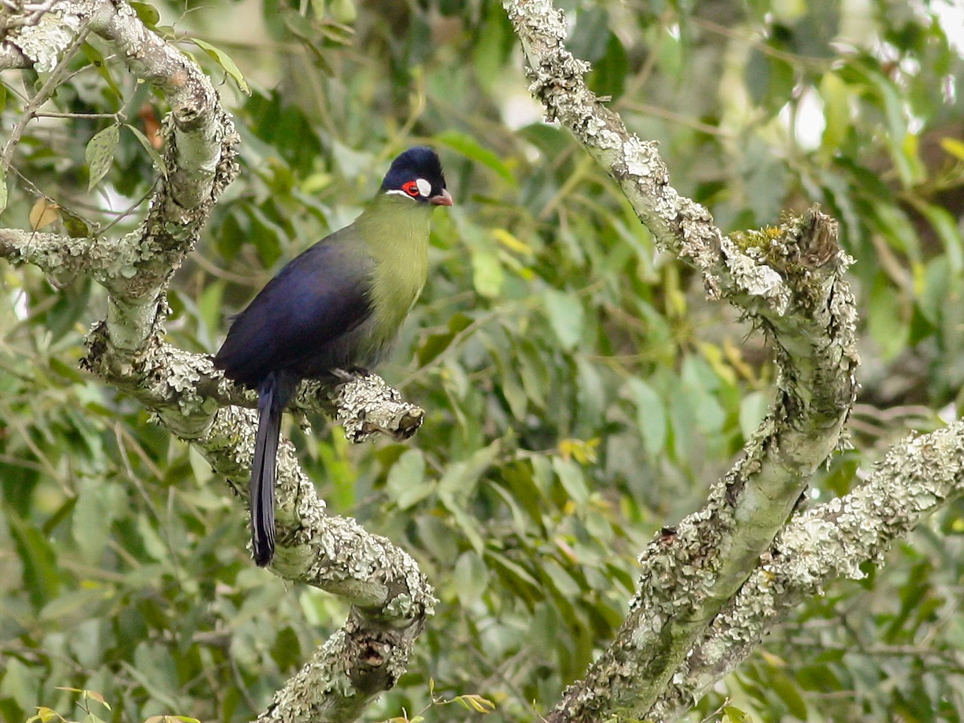 Hartlaub's Turaco - eBird