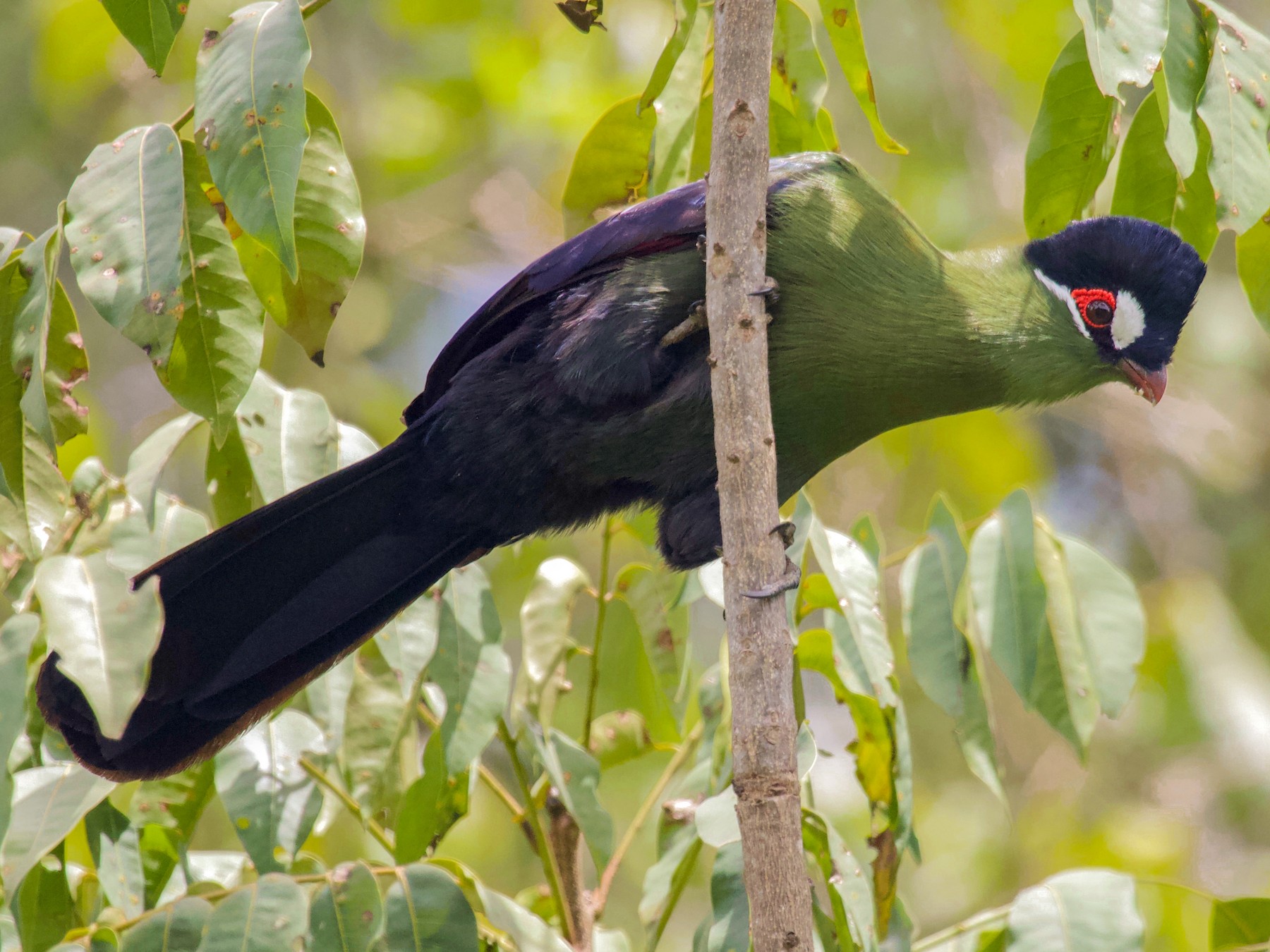 Hartlaub's Turaco - eBird
