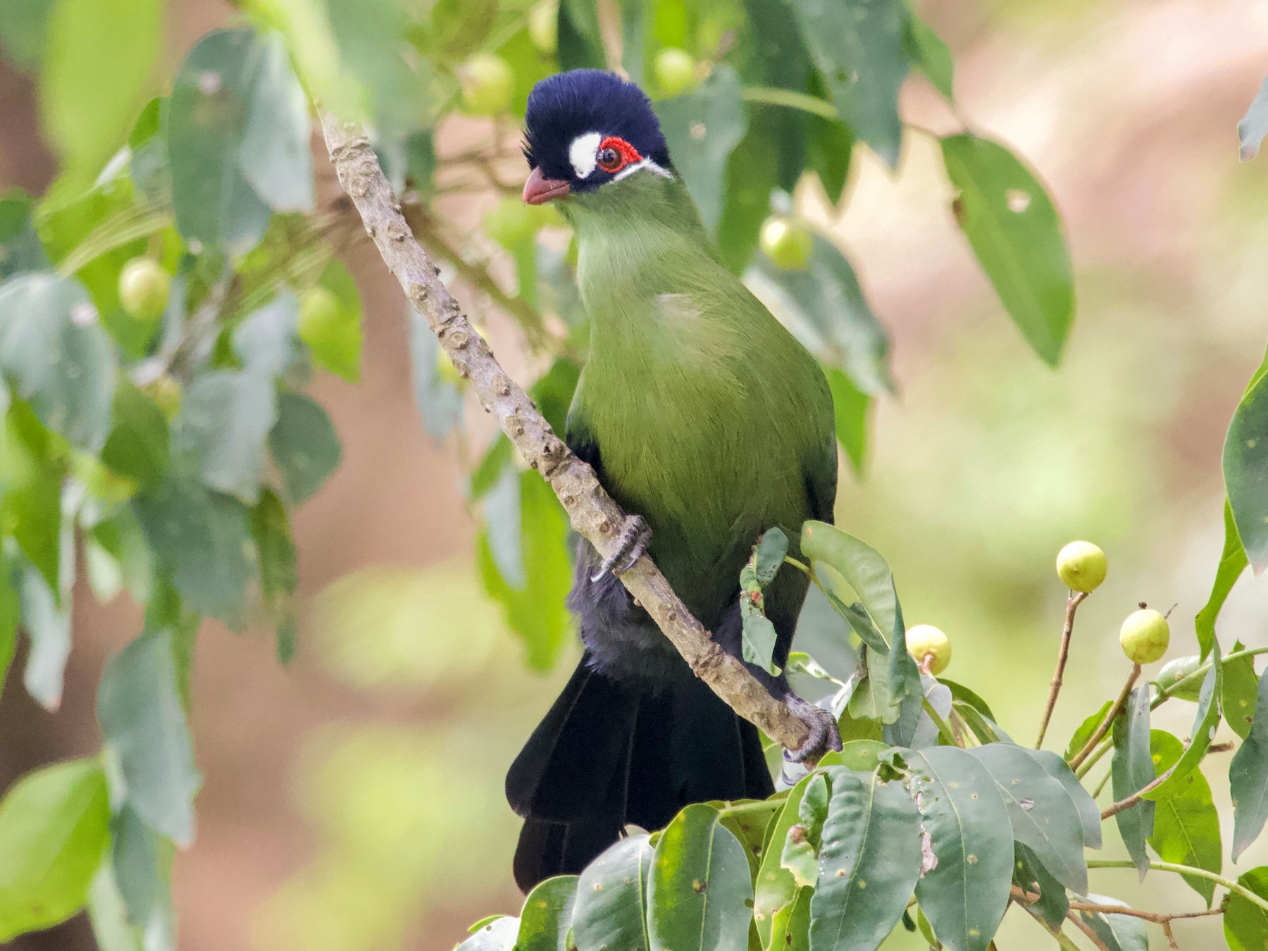 Hartlaub's Turaco - eBird