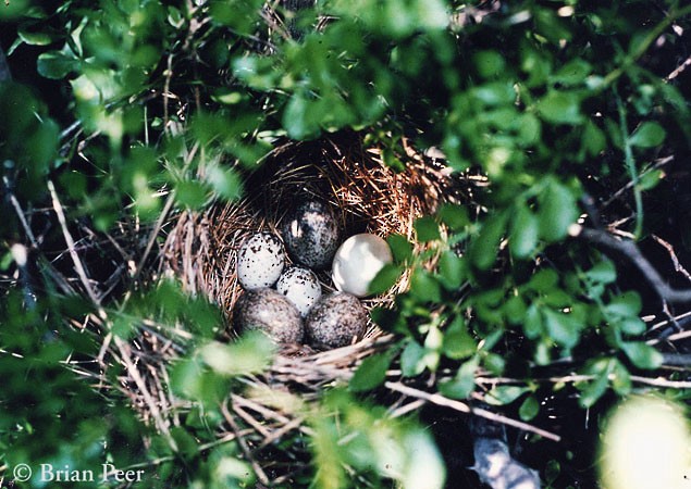 Nidificação - Bronzed Cowbird - Molothrus aeneus - Birds of the World