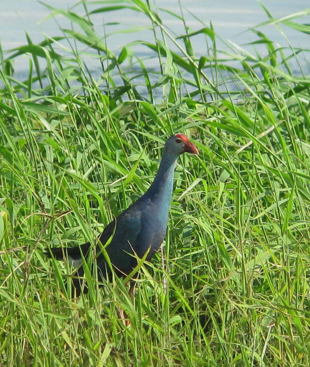 eBird Checklist - 4 Feb 2016 - Harney Pond Canal Recreation Area - 47 ...