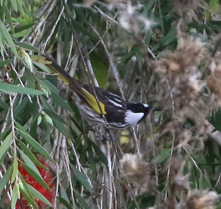 eBird Checklist - 11 Jul 2020 - Multi-use Trail--Seq Water Off Knehr Rd ...