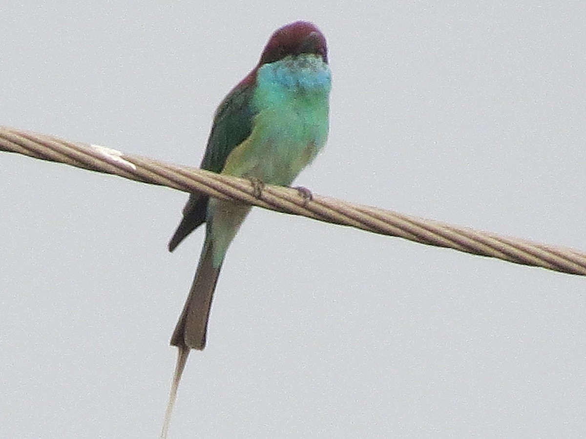eBird Checklist - 30 May 2013 - Kankole, payyannur - 2 species