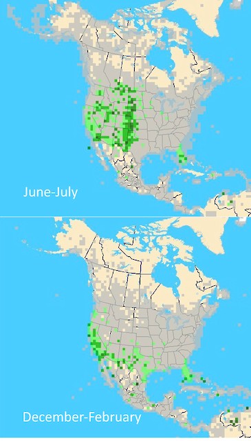 Map Of Western Burrowing Owls Are Found Where In Texas