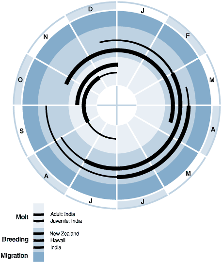 Plumagens, Mudas e Estrutura - Common Myna - Acridotheres tristis ...