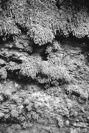 Nidificação - Puaiohi - Myadestes palmeri - Birds of the World