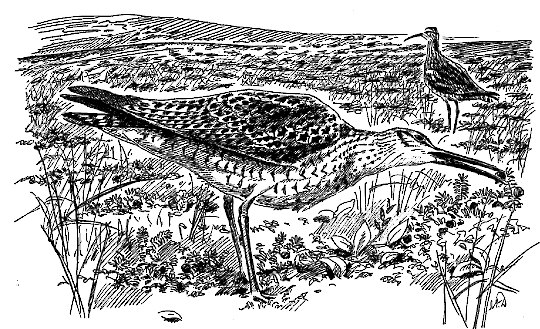 Diet and Foraging - Eskimo Curlew - Numenius borealis - Birds of the World