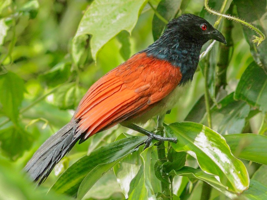 Black-throated Coucal - eBird